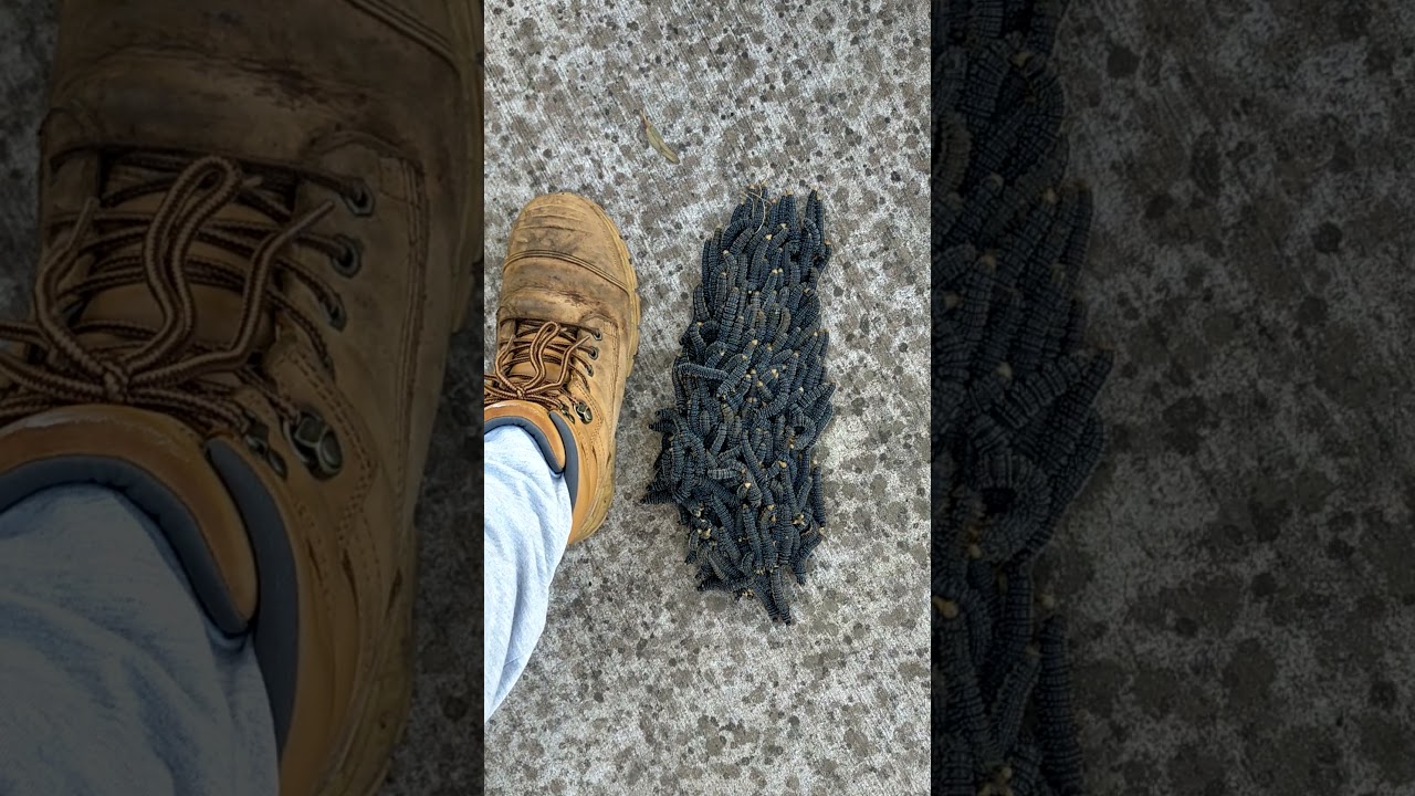 Mass of Spitfire Insects - YouTube