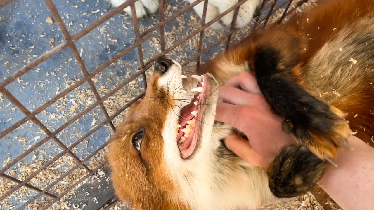 The fox was very bored, she came to visit the fox - YouTube