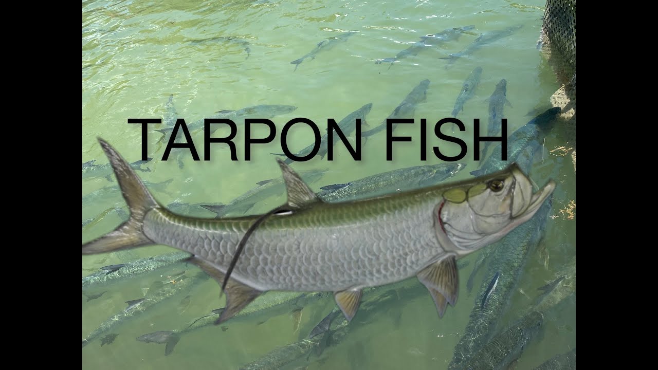 FEEDING TARPON FISH - YouTube