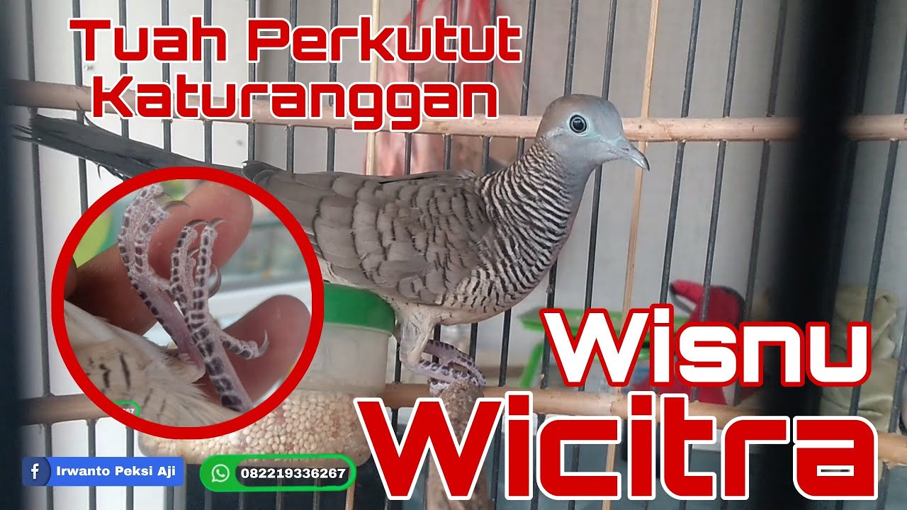 Perkutut Wisnu Wicitra - YouTube