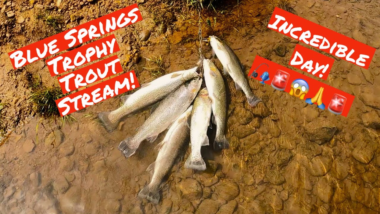 Incredible day of trout fishing @ Blue Springs Trophy Trout Stream ...
