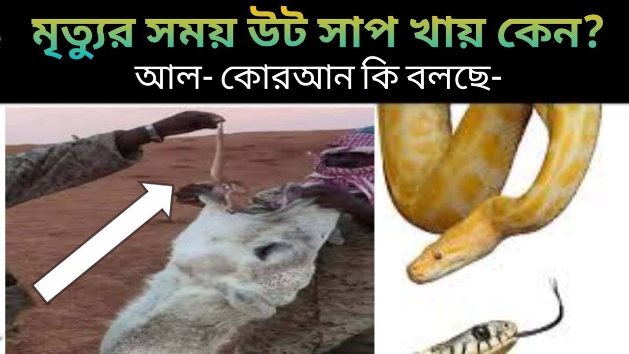 Why camel eat snack? || Why do camels eat living snack? || # ...