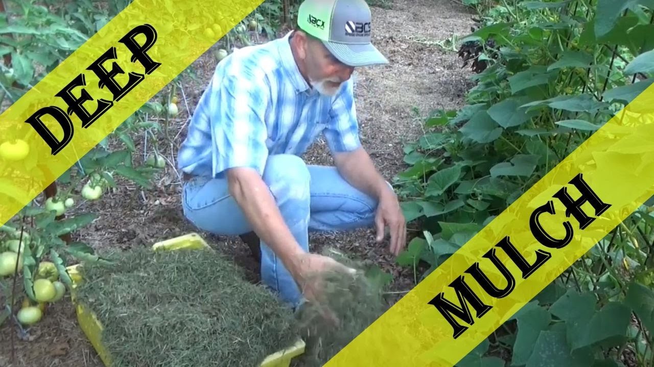 How To Make Deep Mulch For A No Till Ruth Stout type Garden 7 8 2020 YouTube how-to-make-deep-mulch-for-a-no-till-ruth-stout-type-garden-7-8-2020-youtube