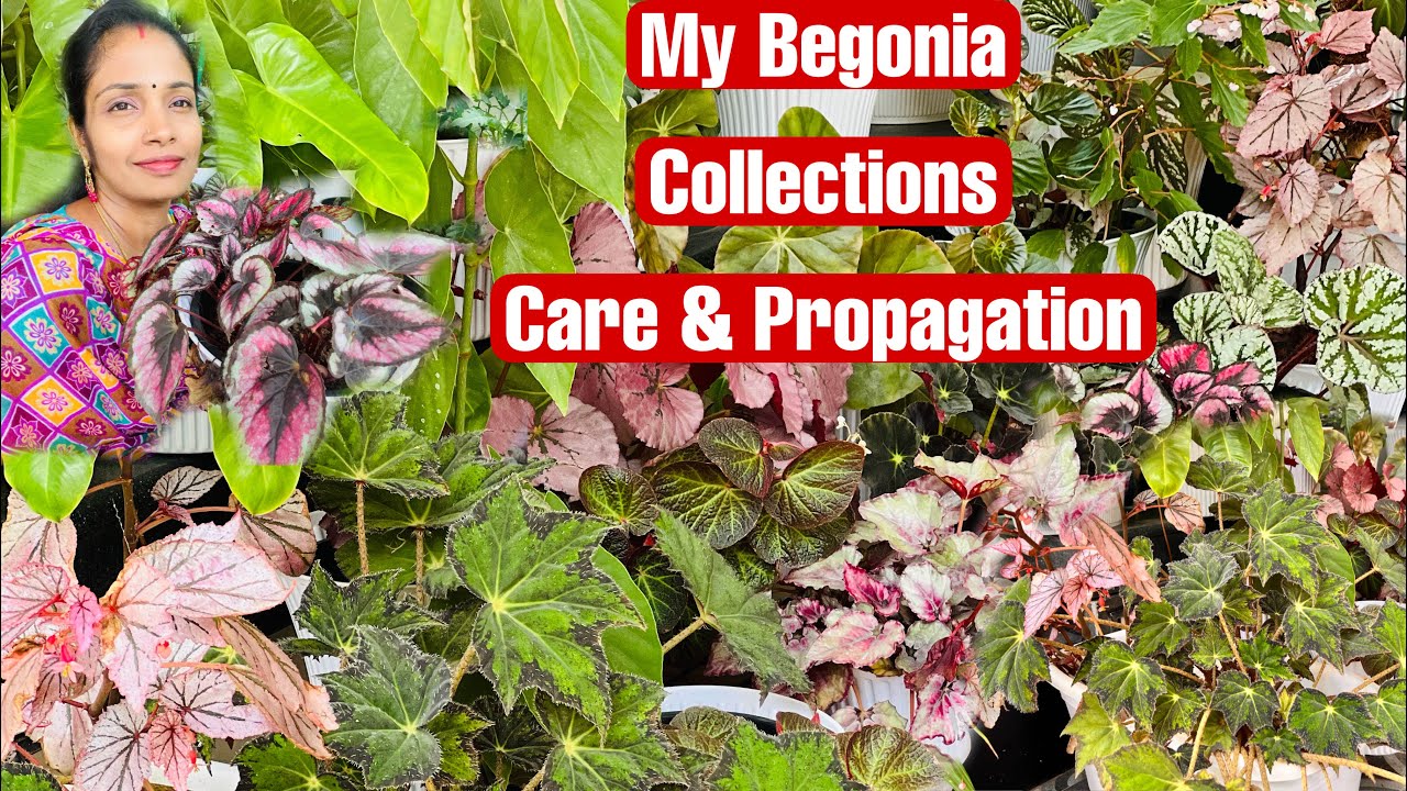 Begonia Plant | Care & Propagation | Achu’s Lifestyle - YouTube