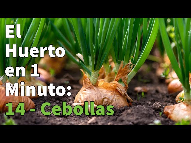 Plantar Cebollas A Partir De Cebollas BUENAS IDEAS #RadioActiva