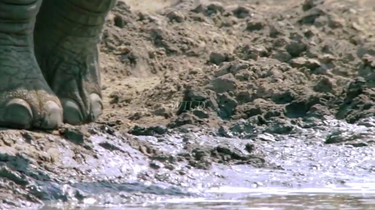 Elephants Fight Over Water | Wild World - YouTube