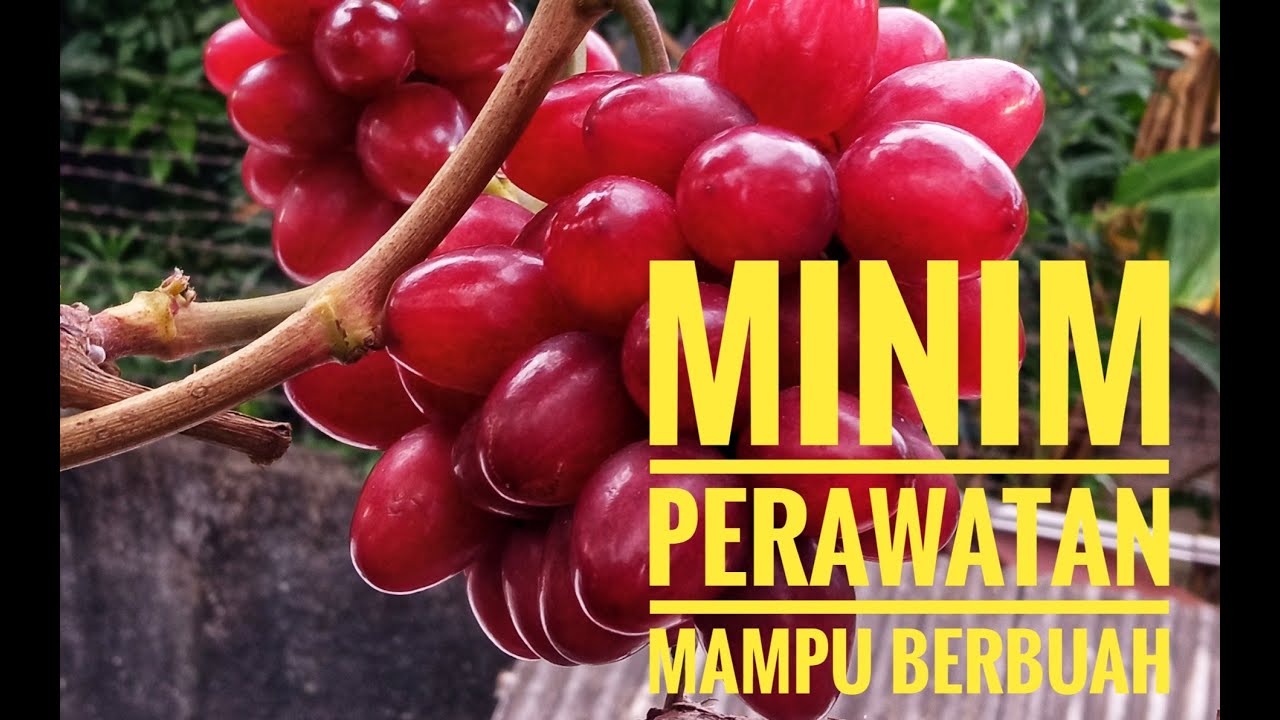 Kasiat Kohe Kambing Buat Pohon Anggur Bogema - YouTube