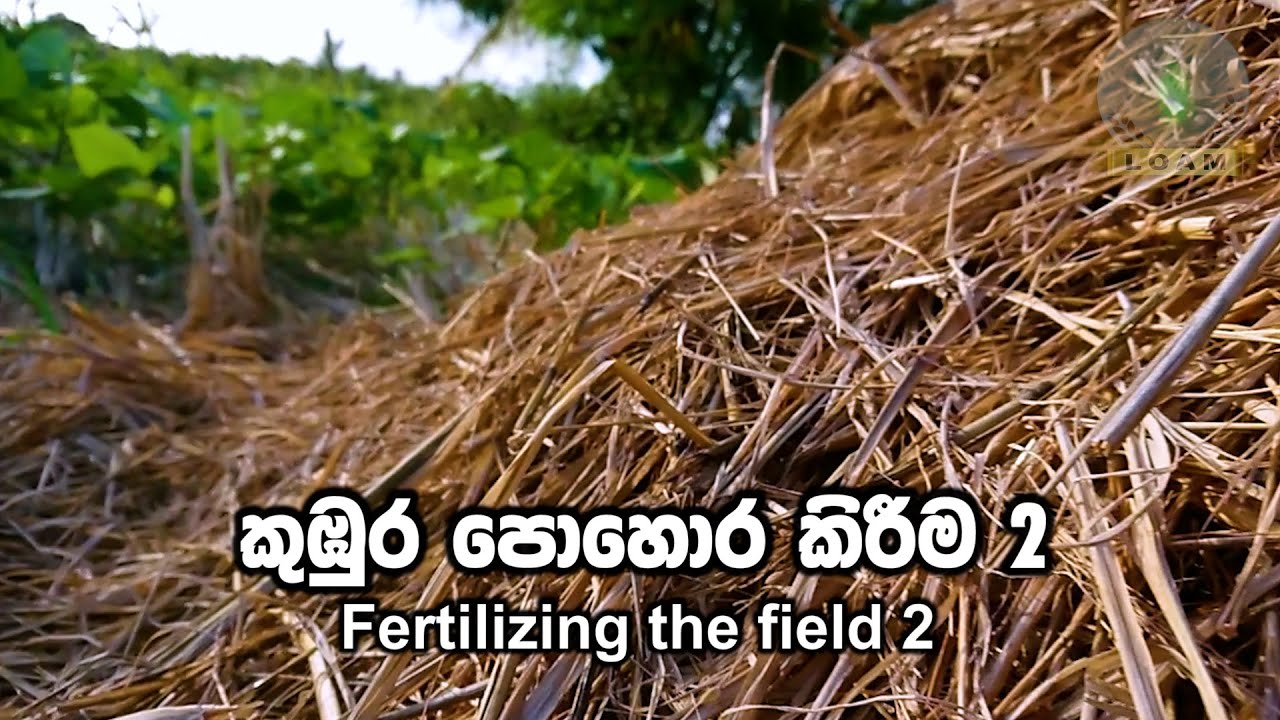 Fertilizing the rice Field 2 - YouTube