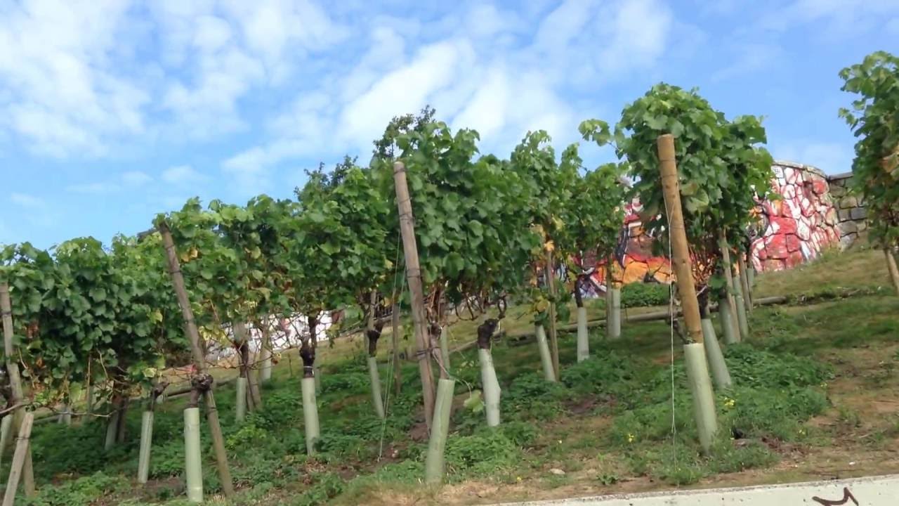 Arbol de nueces y Parra de Uvas, cosecha en Verano Hamburgo-Alemania ...