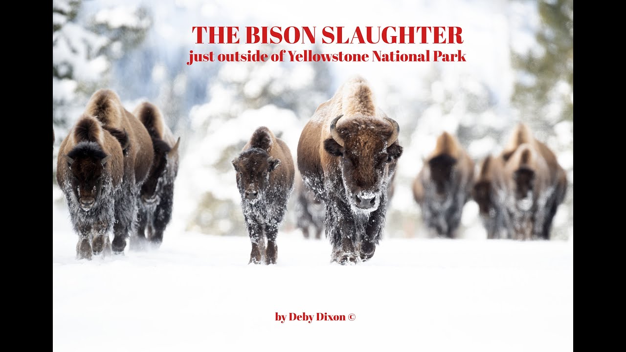 Native Americans Slaughter the Bison outside of Yellowstone - YouTube
