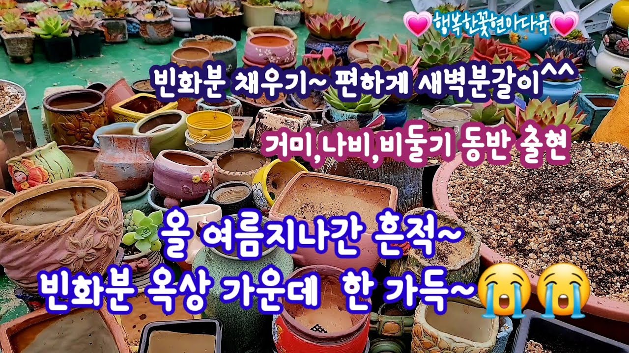 여름이 남긴 흔적 빈화분 옥상가운데한가득😭😭새로운 다육들로 채워야겠죠~요즘엔 새벽 분갈이해요🍁옥상다육 빛감 빠르게 변하고있네요