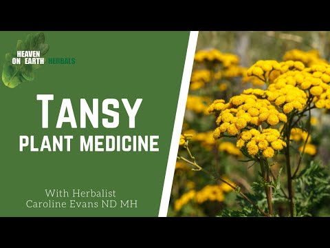 Tansy, a welcome protective friend in any garden, her folklore and medicine @CarolineEvansHerbalist