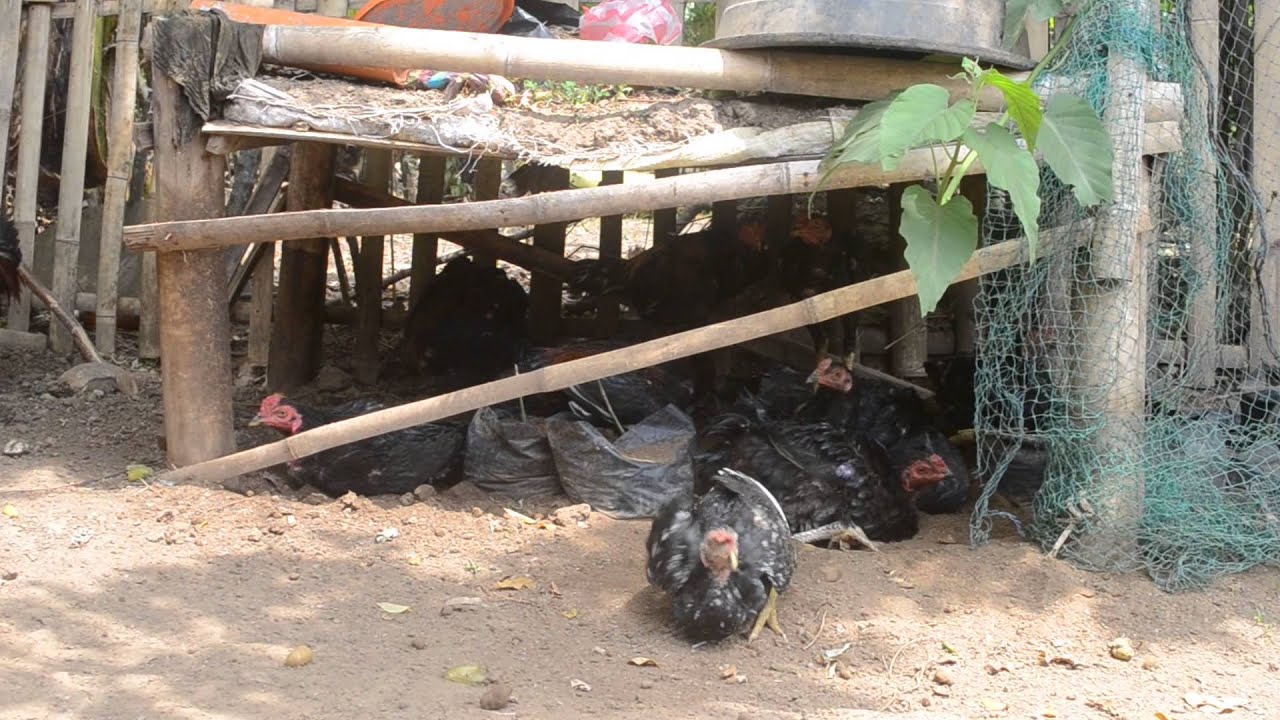 Holo/Joloano Chicken - YouTube