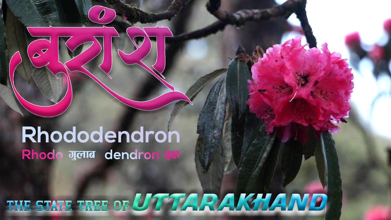 The State Tree Of UTTARAKHAND I BURANSH I Into The Nature I Cinematic ...