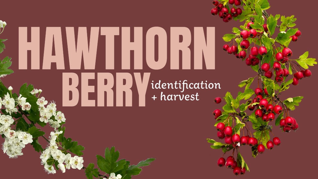 Identifying and Harvesting Hawthorn Berry - YouTube