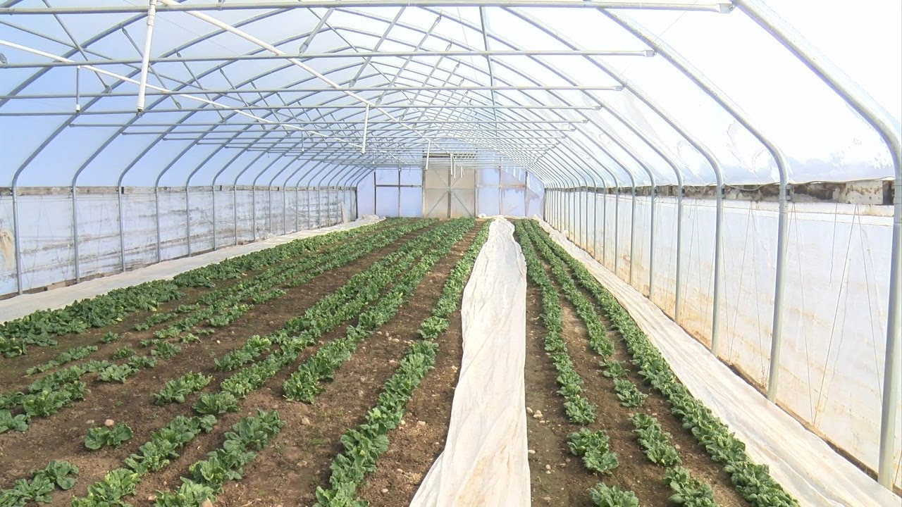 Warm weather impacting farms - YouTube