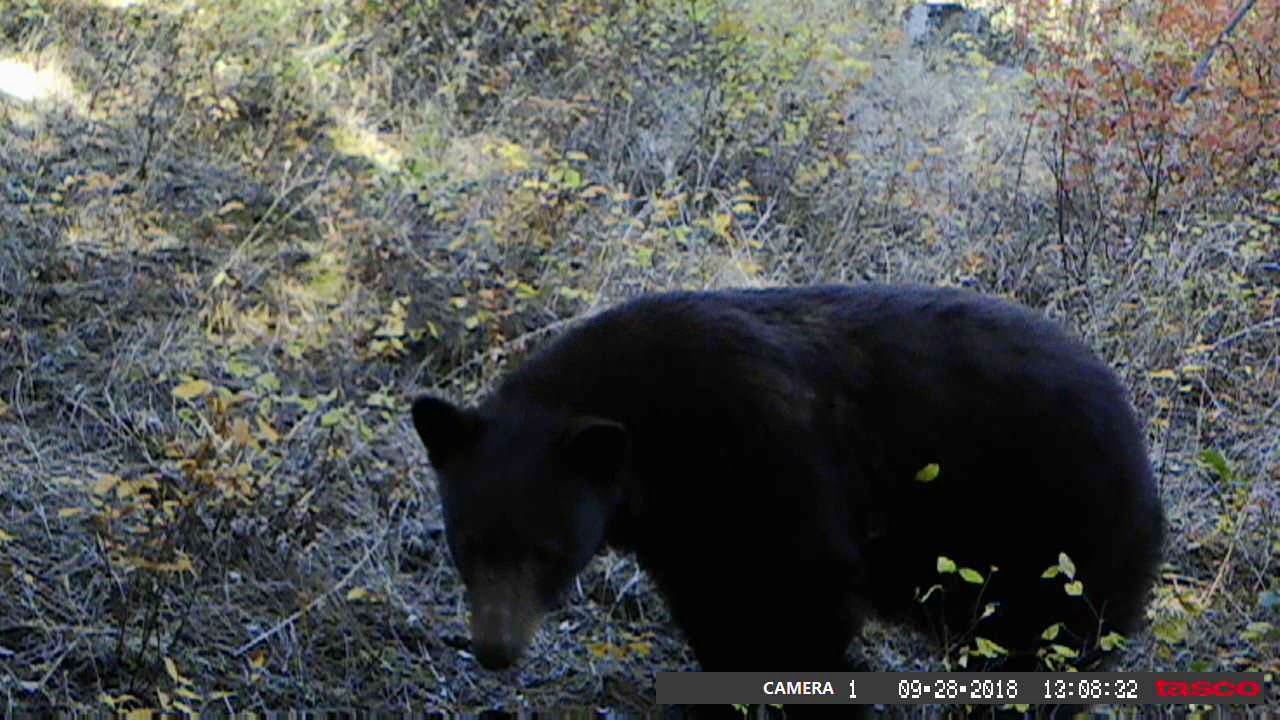 Mountain Lion above Liberty Lake Washington #game-camera #cougar # ...