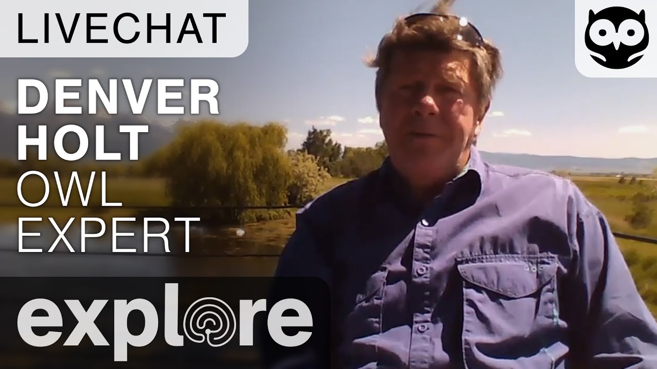 Denver Holt - Owl Expert - Live Chat - YouTube