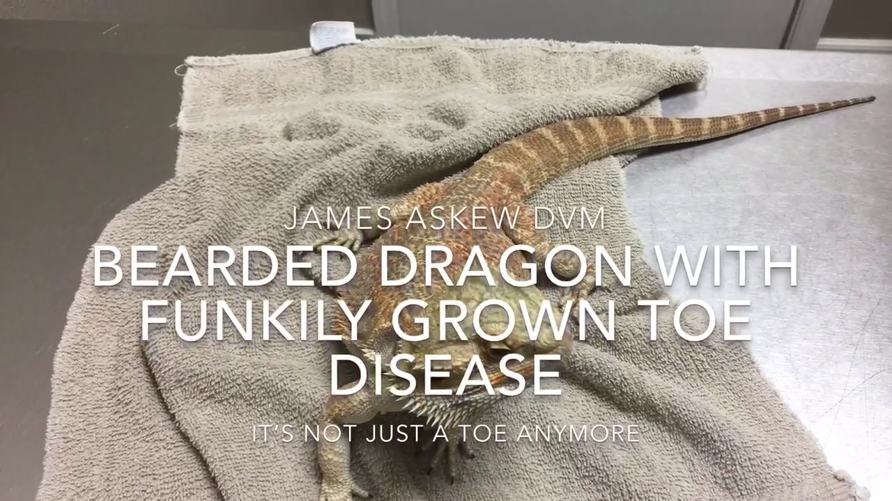 BEARDED DRAGON WITH FUNKILY GROWN TOE DISEASE - YouTube