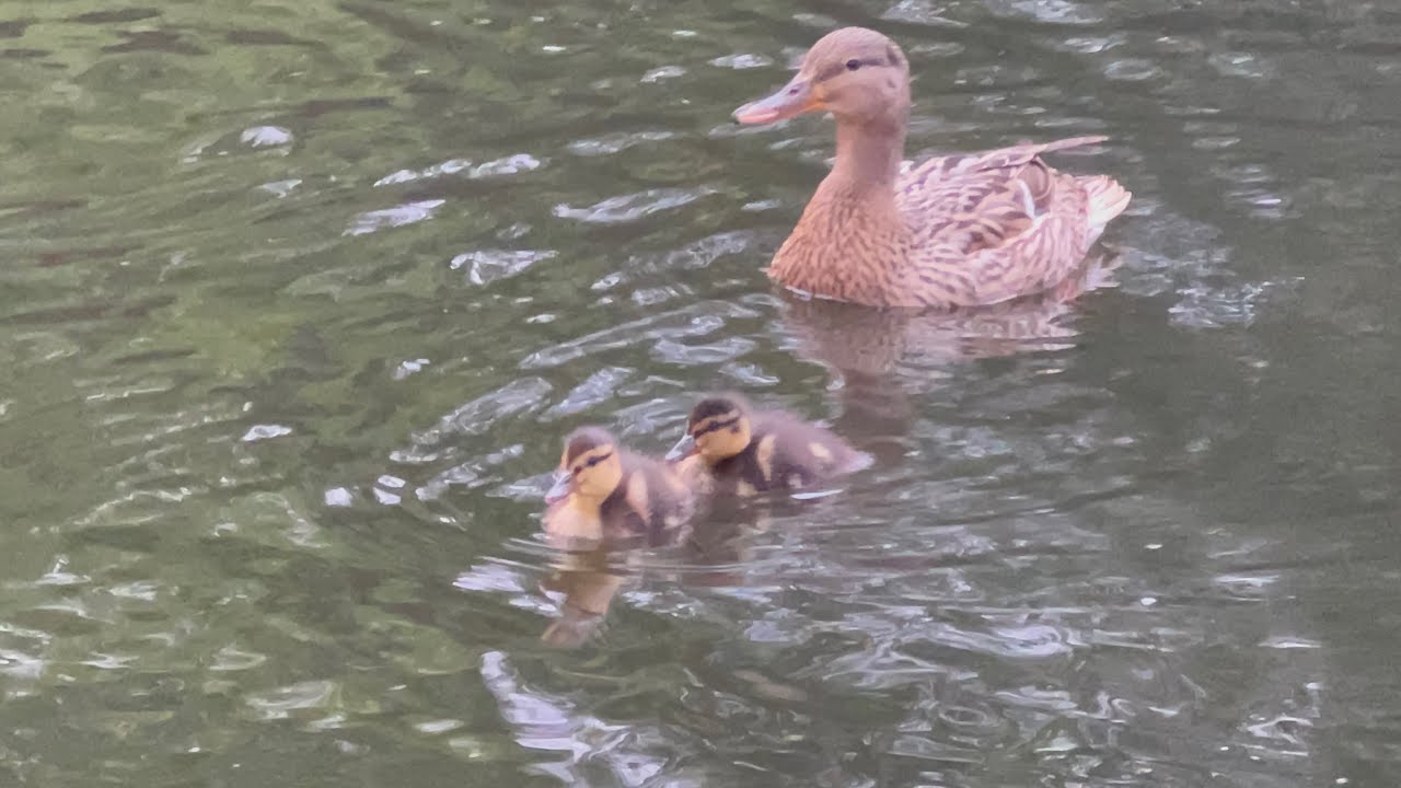 Marlard family mytchett lake - YouTube
