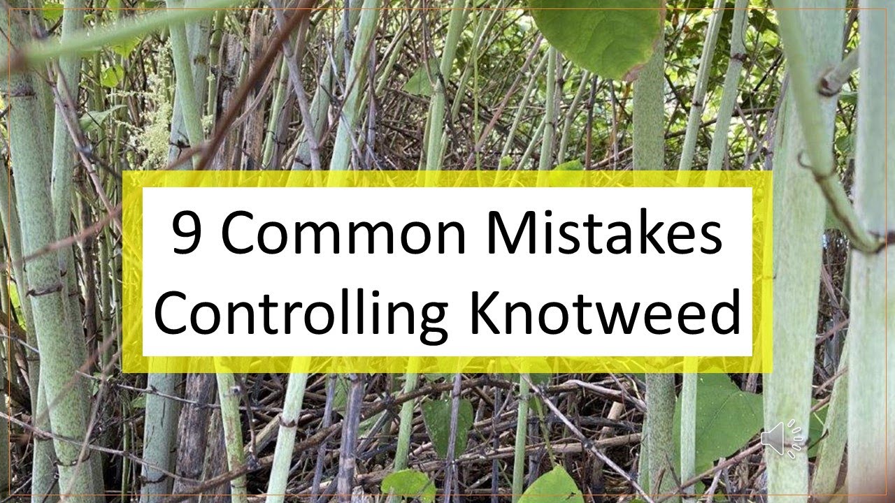 9 Common Mistakes To Avoid in Trying to Control Invasive Knotweed - YouTube
