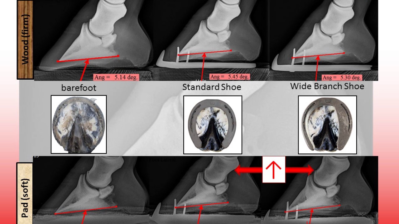 Werkman Horseshoes E Lectures Part 5 - Wide Branch Shoe - YouTube