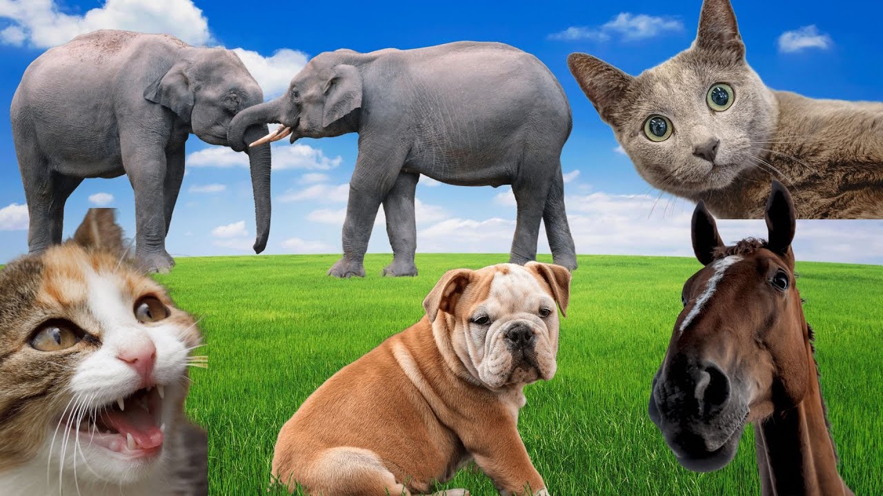 Animals Video | Best Funny Animal Sounds | Animals for All of Us ...