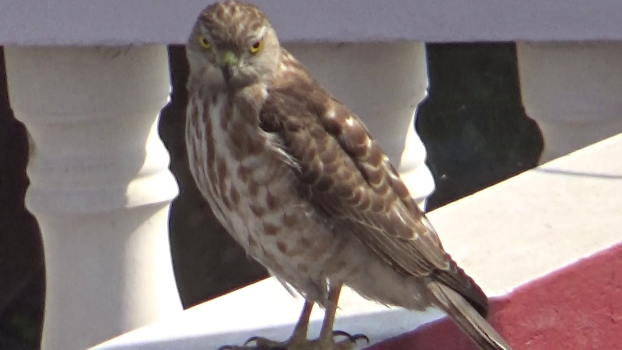 Hawk Pooping - YouTube