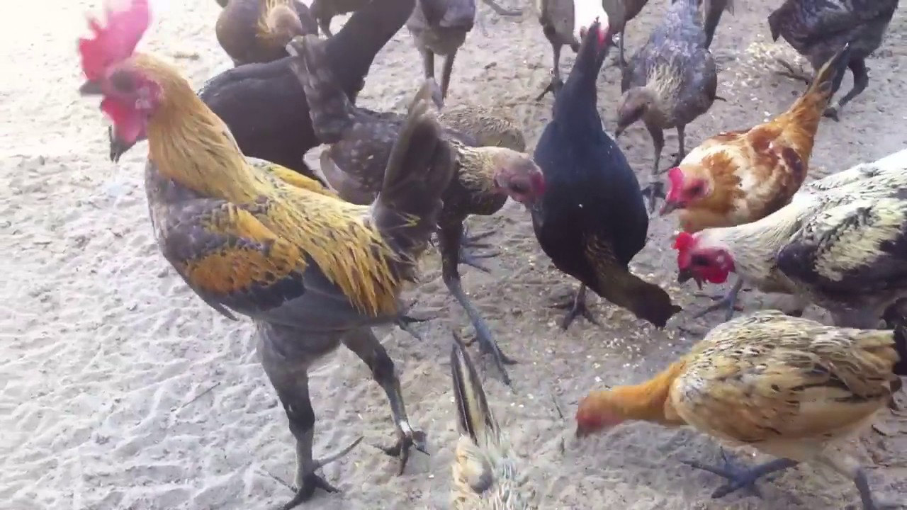 Modern Game Bantam - YouTube