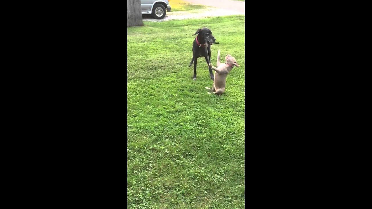 Epic dog fail - YouTube