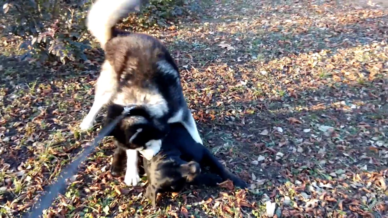 Alaskan Malamute and Labrador - YouTube