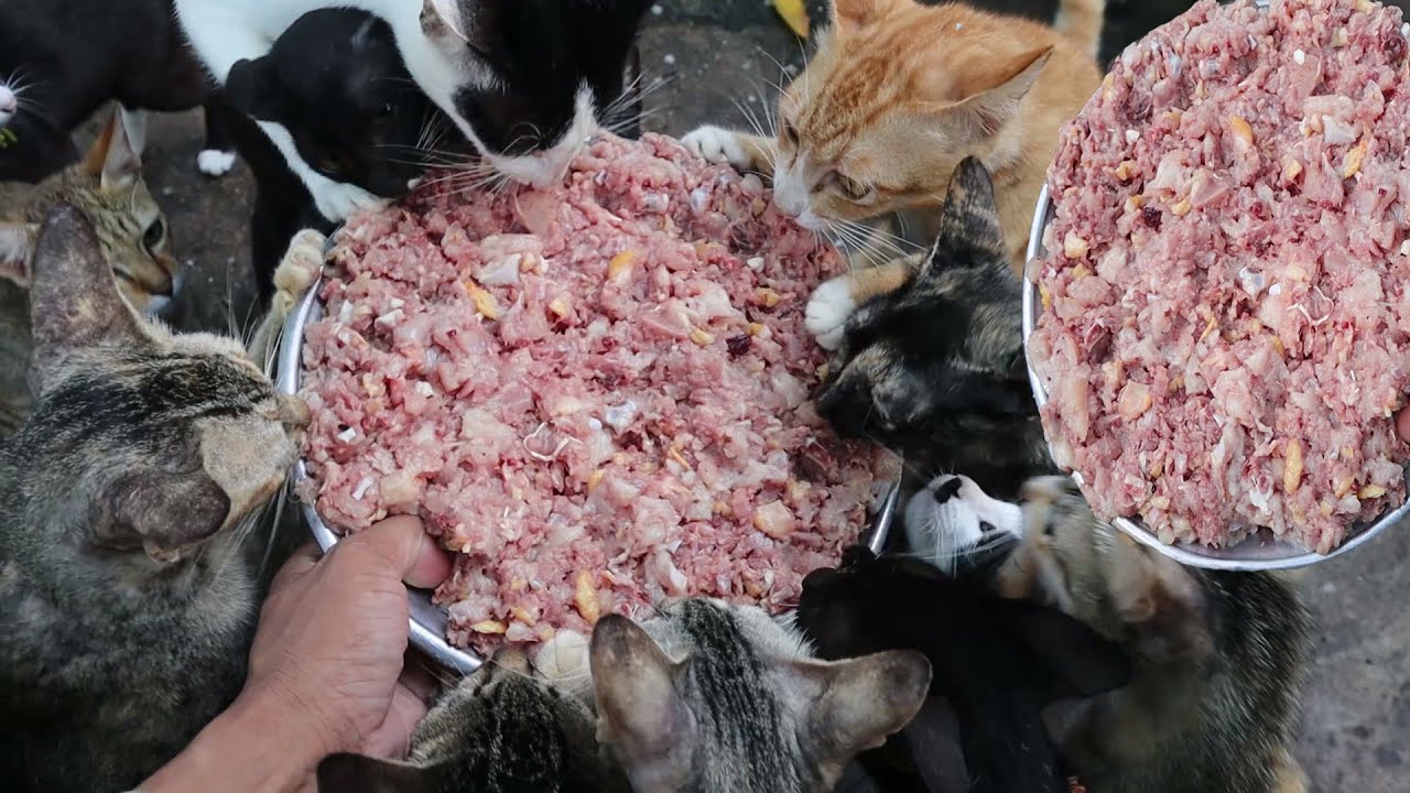 Delicious Chicken For Cats Food | Hungry Cats Eating Chicken - YouTube
