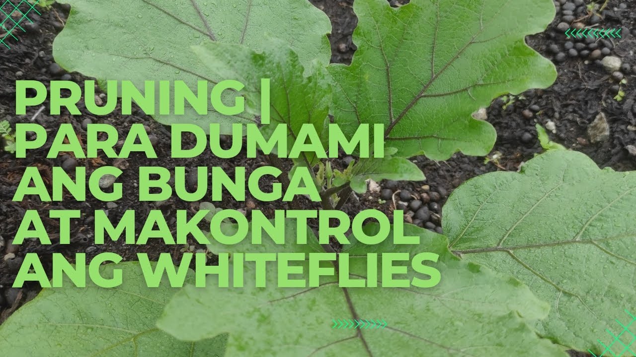 PARA DUMAMI ANG MALALAKING BUNGA NG TALONG | Pruning - YouTube