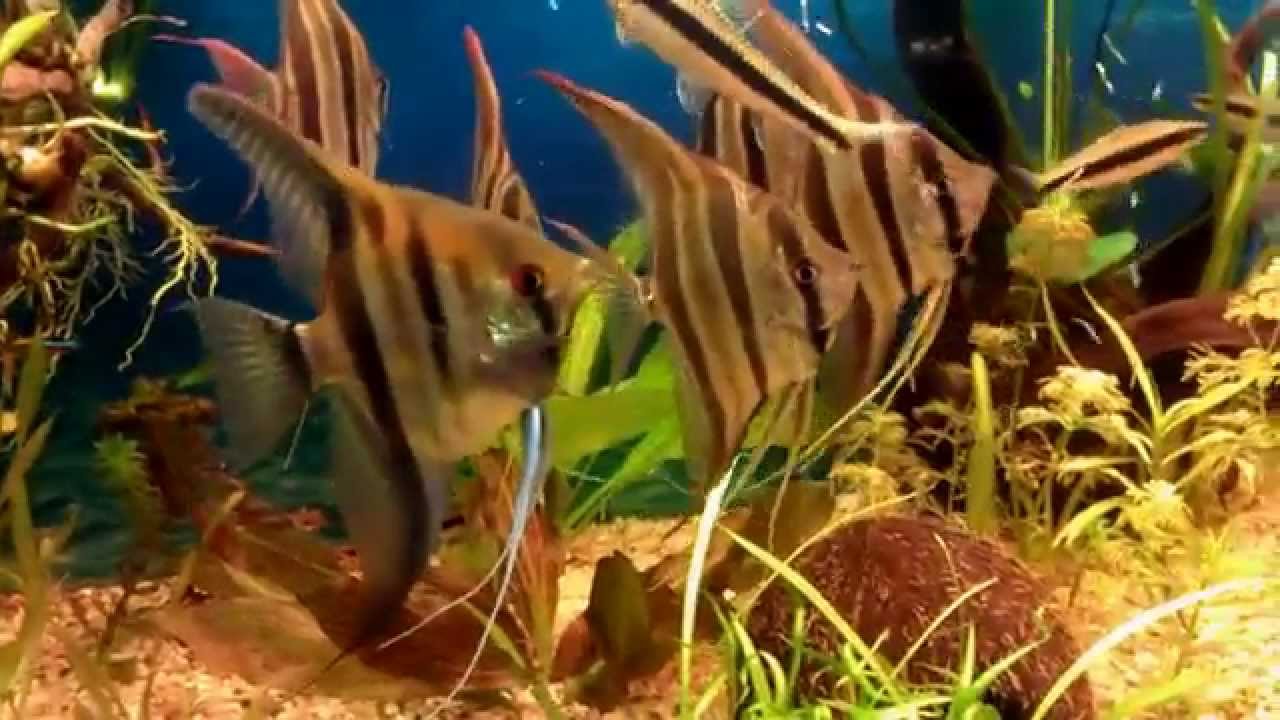 Moje piękne Altumy i Skalary Manacapuru My beautiful angelfish - YouTube