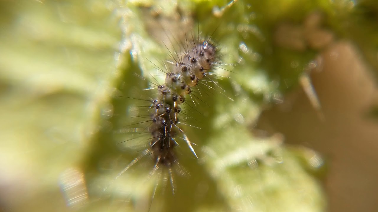 Ruby Tiger Larva Phragmatobia fuliginosa 🐛 - YouTube