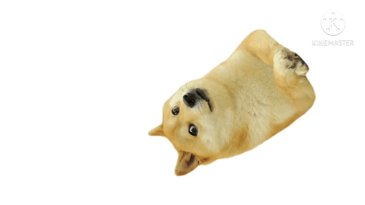 Doge meets pop cat - YouTube