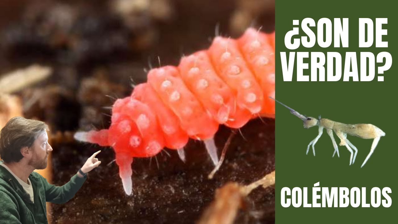 Qué son los COLÉMBOLOS y Cómo mantenerlos en cautividad | Vistos a la ...