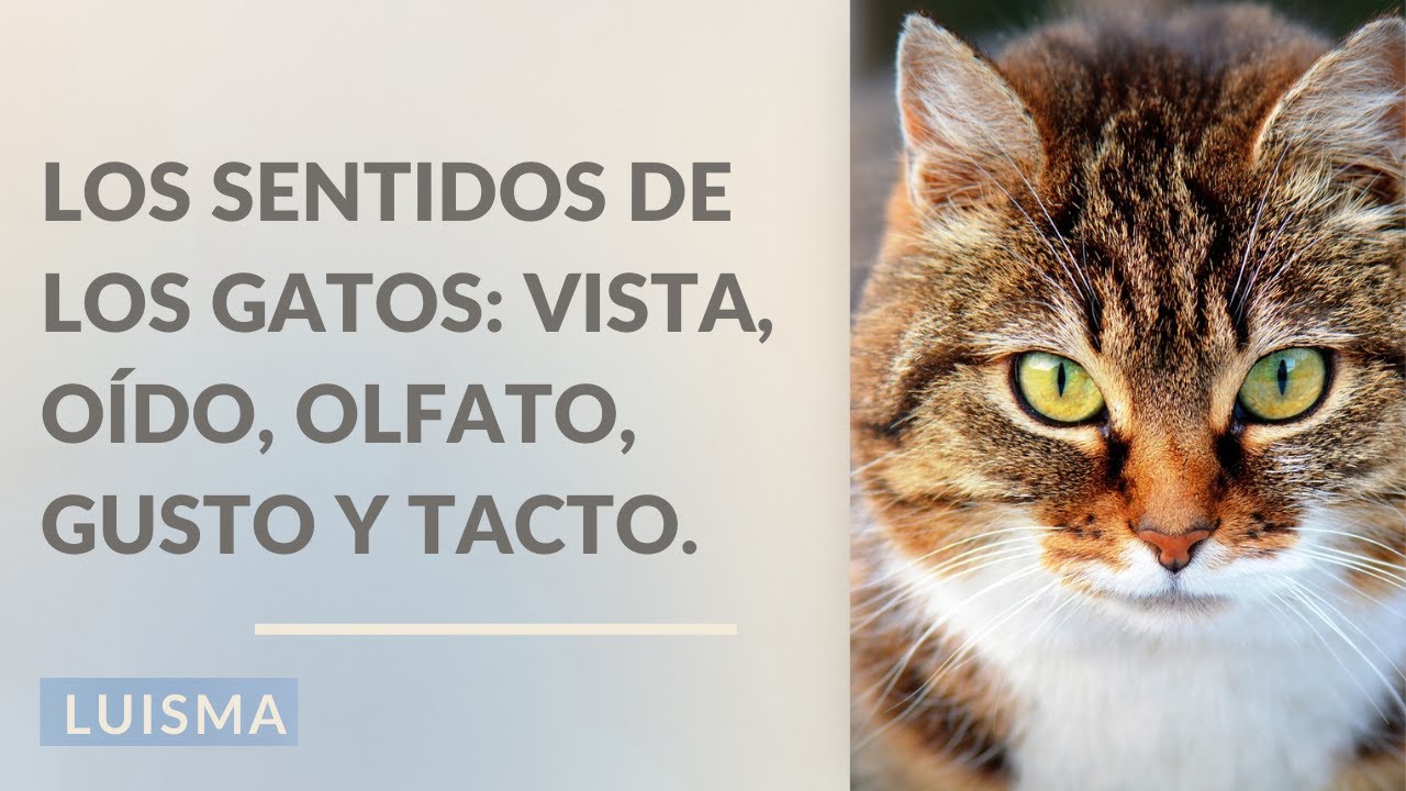 Los sentidos de los gatos: vista, oído, olfato, gusto y tacto. - YouTube