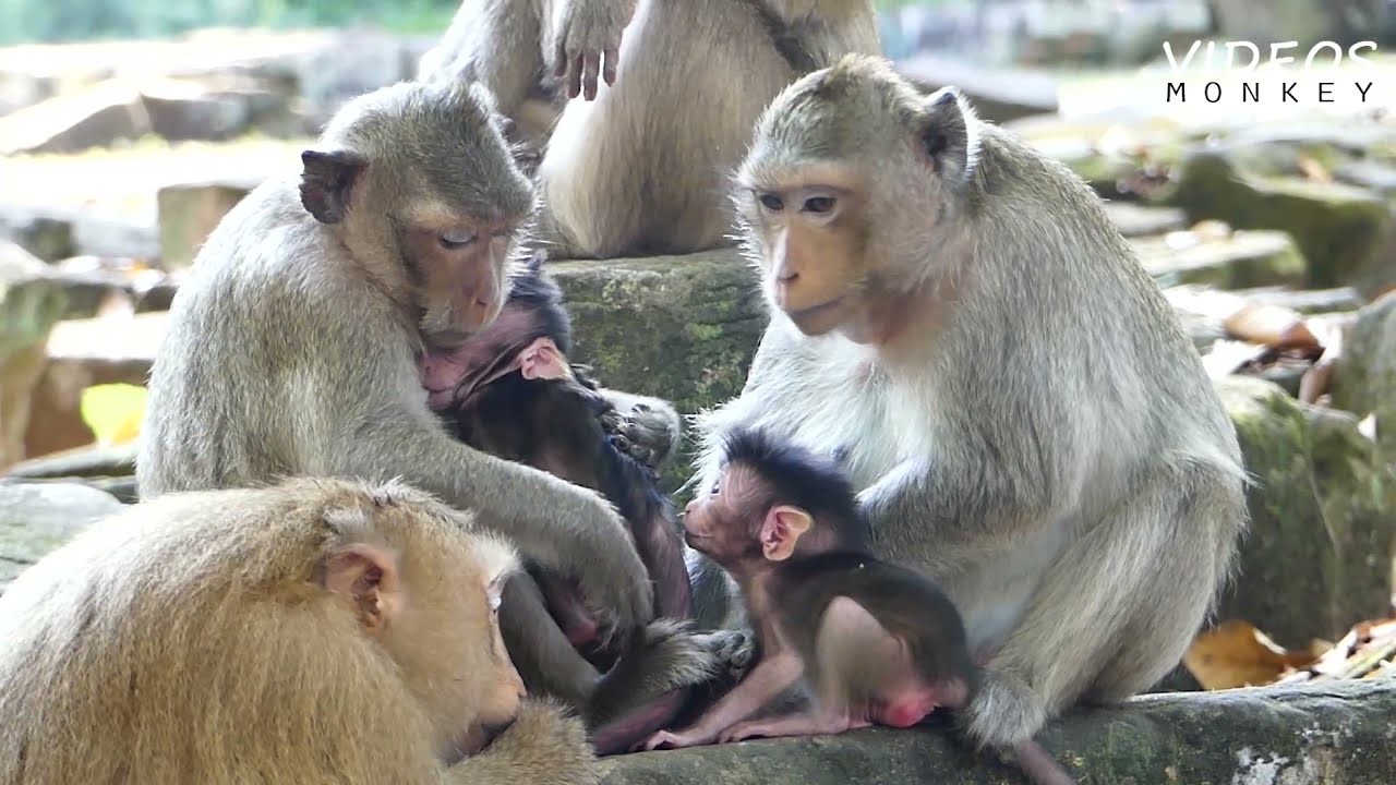 OMG 😮😮 ! What is monkey Rose playing with newborn baby monkey ? - YouTube