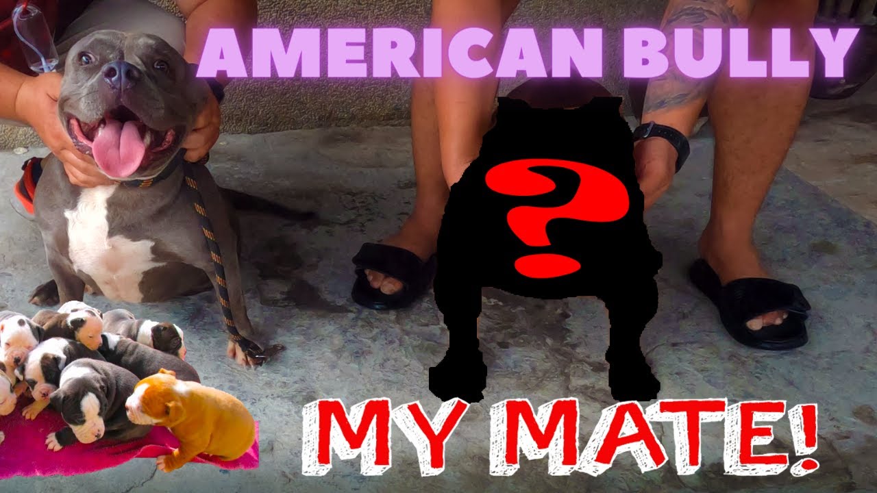 Malupitang Veneno American Bully Stud | Our American Bully - YouTube