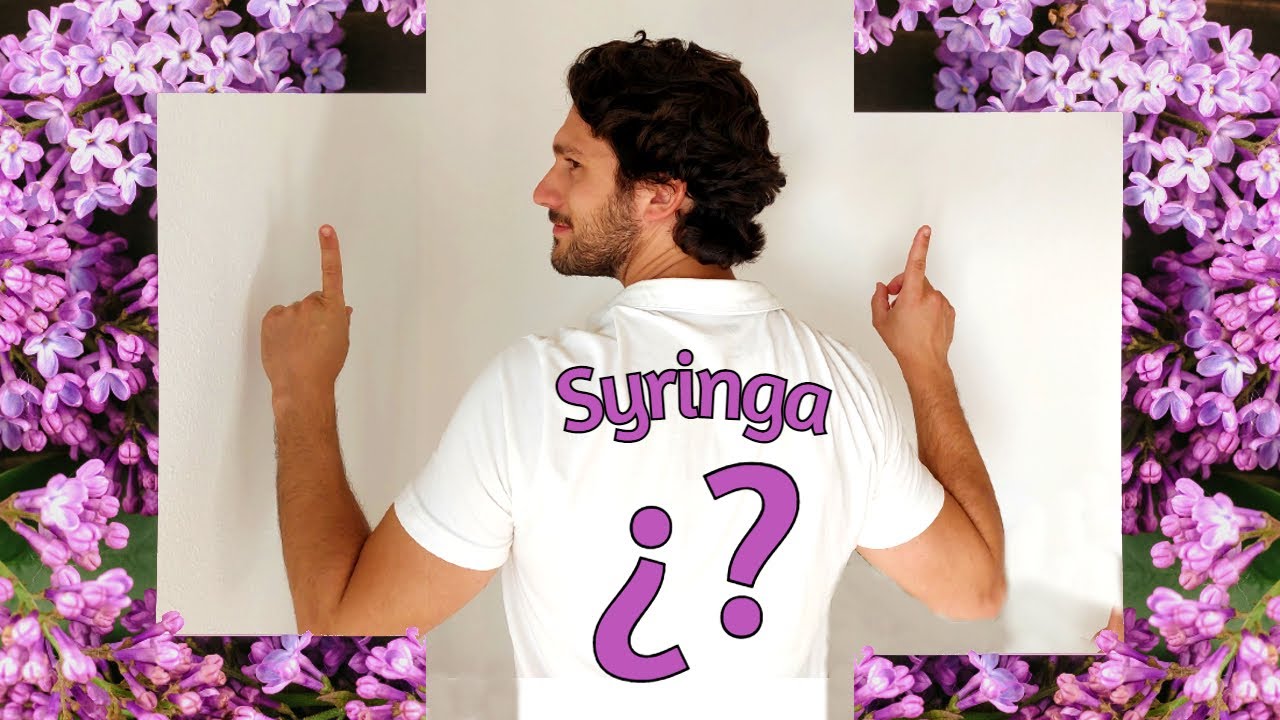 ARBUSTOS con FLORES 🍇 Syringa vulgaris o ÁRBOL de LILO 🍇 Flores ...