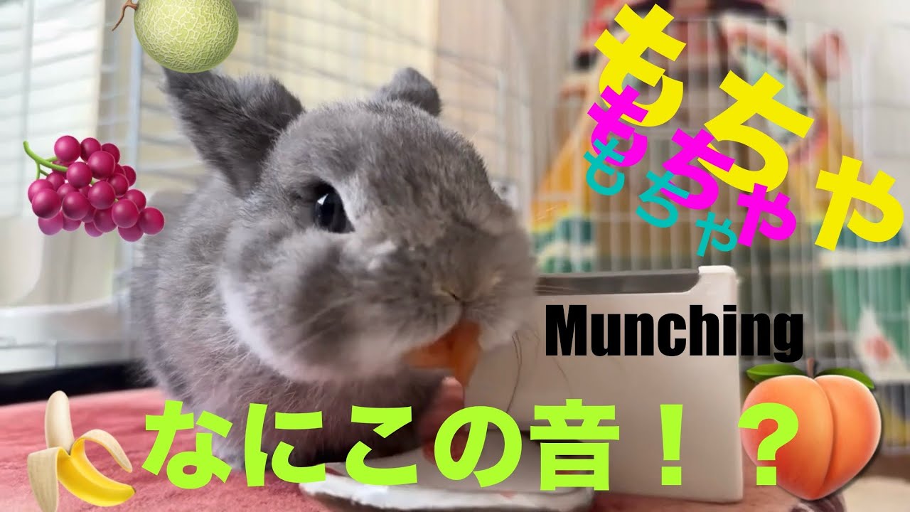うさぎの果物を食べる時のもちゃもちゃ音🍌The munching sound of a rabbit eating fruit 🍌 - YouTube