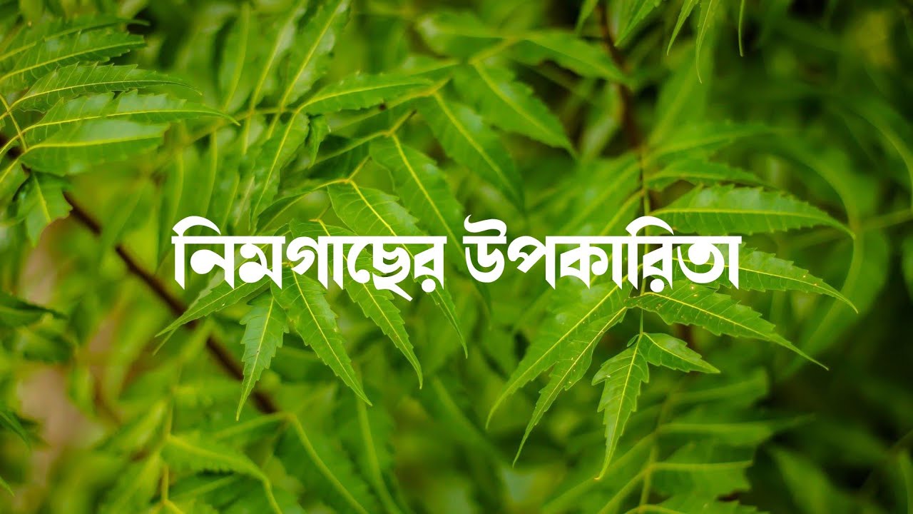 নিমগাছের উপকারিতা | Neem gacher upokarita - YouTube