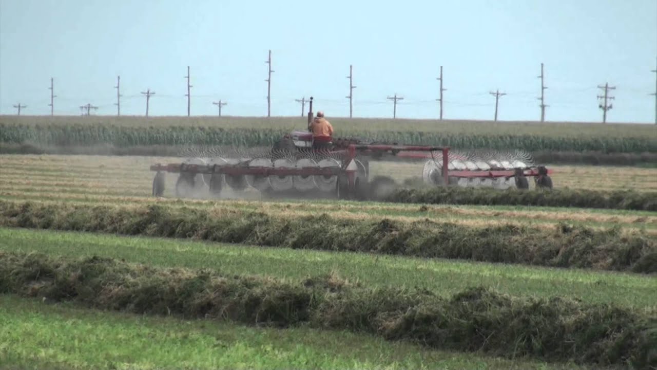 Raking Third Cutting Alfalfa - YouTube