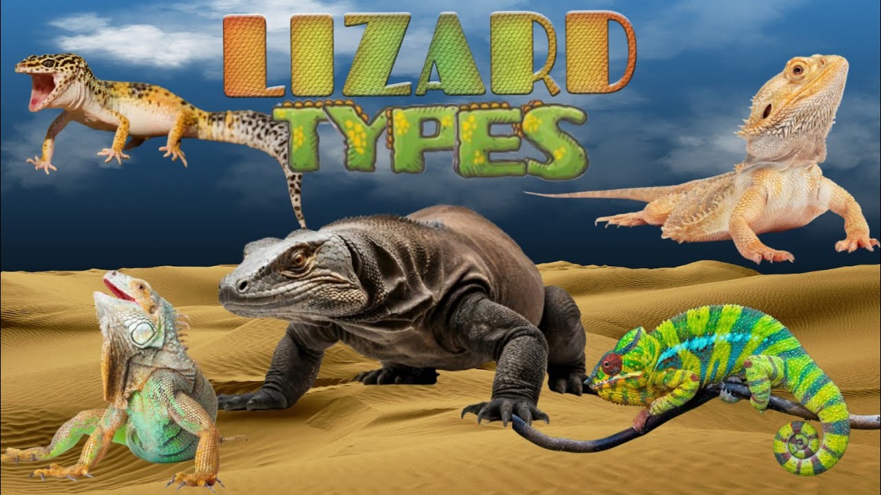 Rare Lizard Noises | Lizard Family | Massive Lizard - YouTube