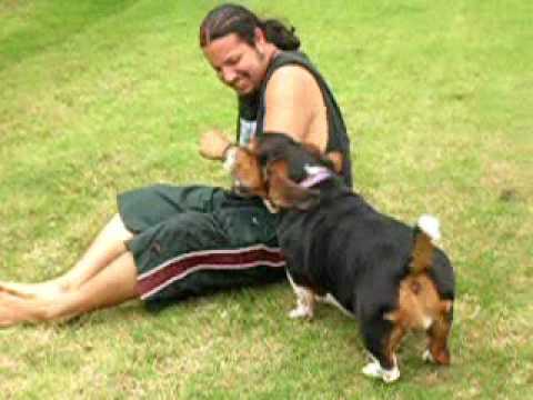 When Basset Hounds Attack... - YouTube