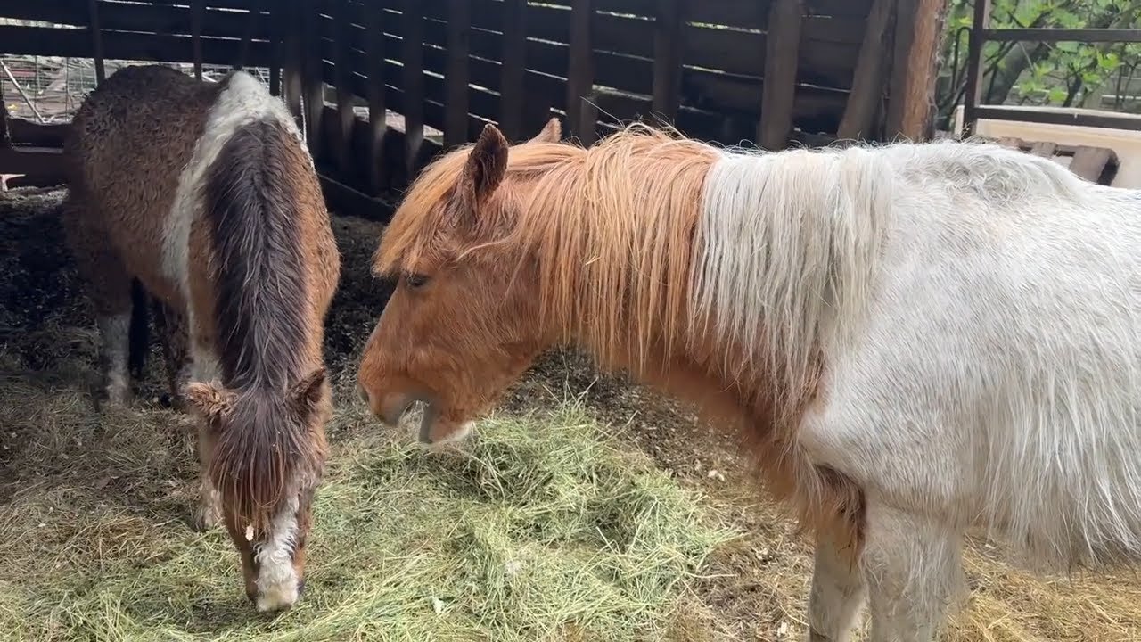 rescuing pregnant mini horses from an auction/kill pen - YouTube