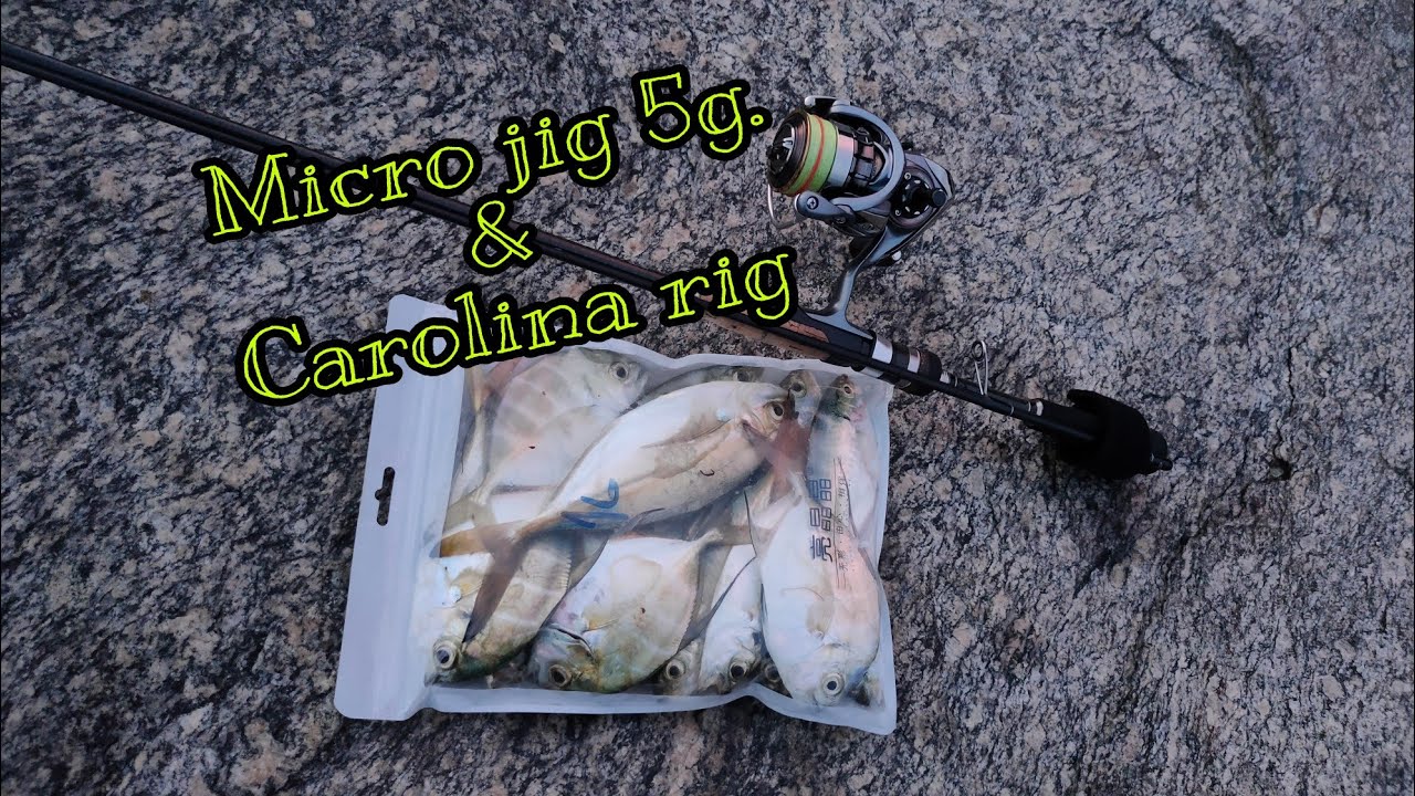 Micro jig 5 g. & Carolina rig #ไมโครจิ๊กชายฝั่ง #carolina_rig #ajing ...