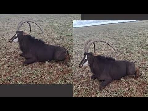 UBIQUE GAME RANCH & NYLSVLEI GAME TRADERS AUCTION SATURDAY NOVEMBER 16 ...