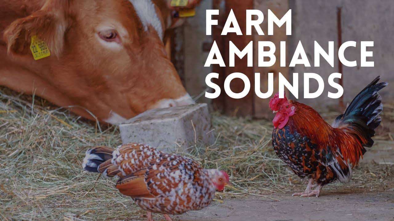 CountrySide Relaxing Footage and Farm Ambiance Sounds - YouTube